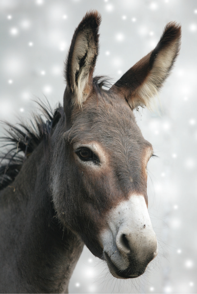 Donkey in the Snow (Pack of 10 Cards) – Brooke Shop